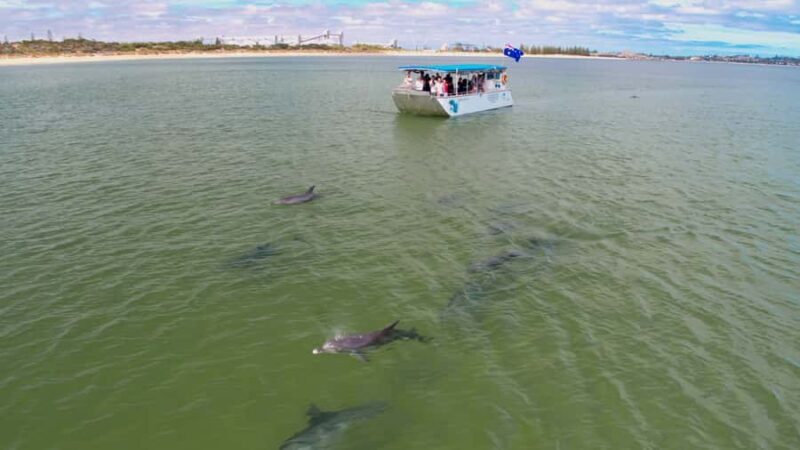Koombana Bay: Dolphin Eco Cruise - Key Points