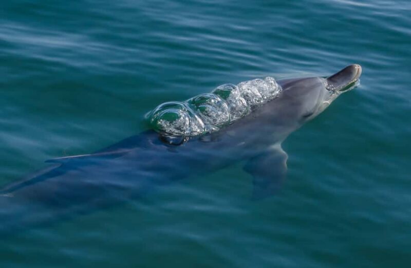 Koombana Bay: Dolphin Eco Cruise - A Detailed Look at What to Expect from the Dolphin Eco Cruise