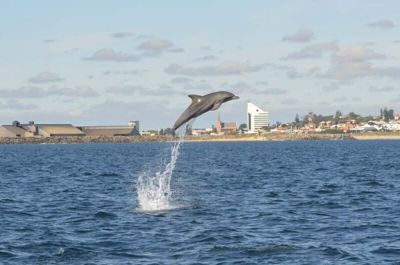Koombana Bay: Dolphin Eco Cruise - Weather & Seasonal Considerations