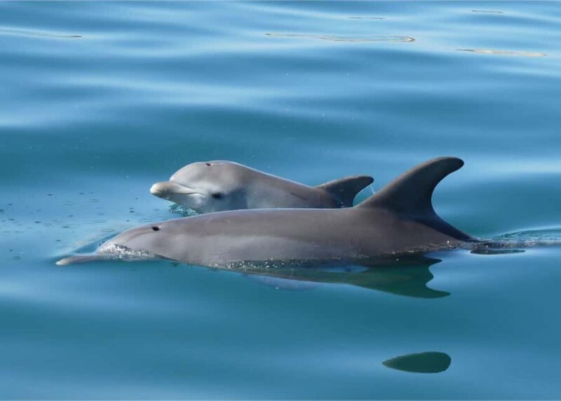 Koombana Bay: Dolphin Eco Cruise - Authentic Reviews & Insights