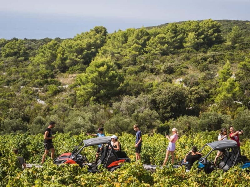 Korcula Buggy Safari With Wine Tasting - The Sum Up