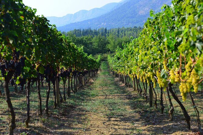 Korula & Ston: Island Charms, Peljeac Delights & Wine Tasting - The Value of the Tour