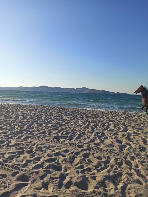 Kos: Horse Riding Experience on the Beach with Instructor - A Thorough Breakdown of the Horse Riding Experience in Kos