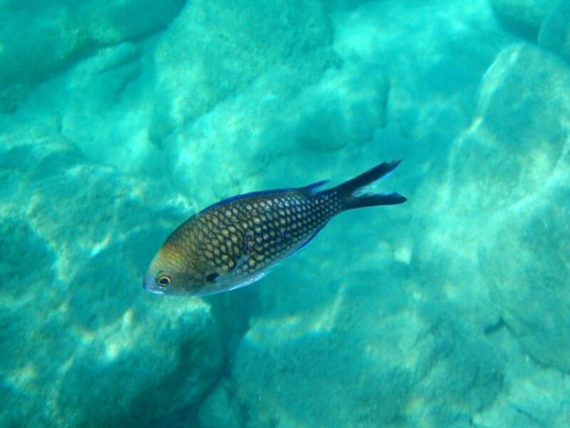 Kos: Kefalos Bay Boat Cruise with Fishing, Swimming, & Meal - FAQ Section