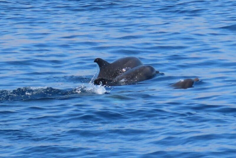 Kos Town: Glass-Bottom Boat Cruise with Swimming Stops - An Honest Look at the Glass-Bottom Boat Experience