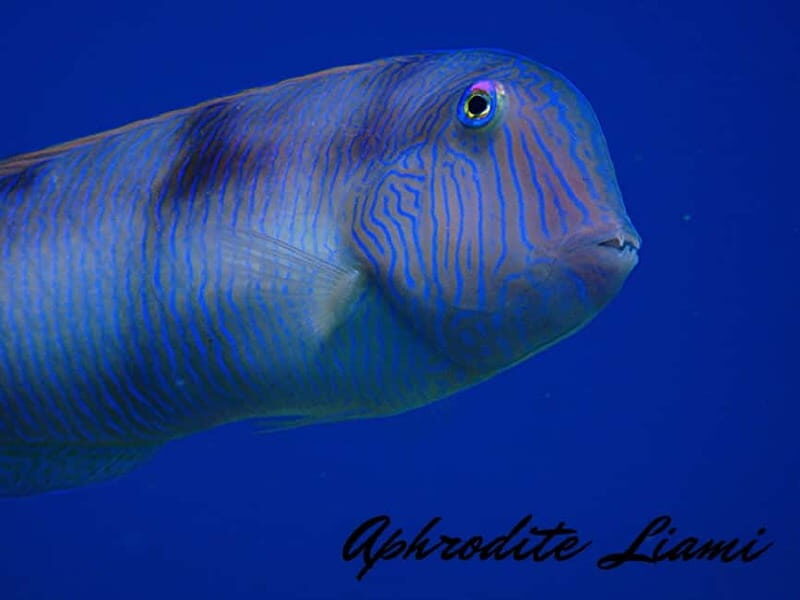 Kos: Try Scuba Diving with a diving boat - Who Should Consider This Tour?