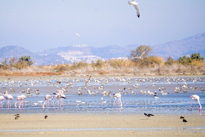 Kos Wildlife Walks: birdwatching and animal photography - Key Points