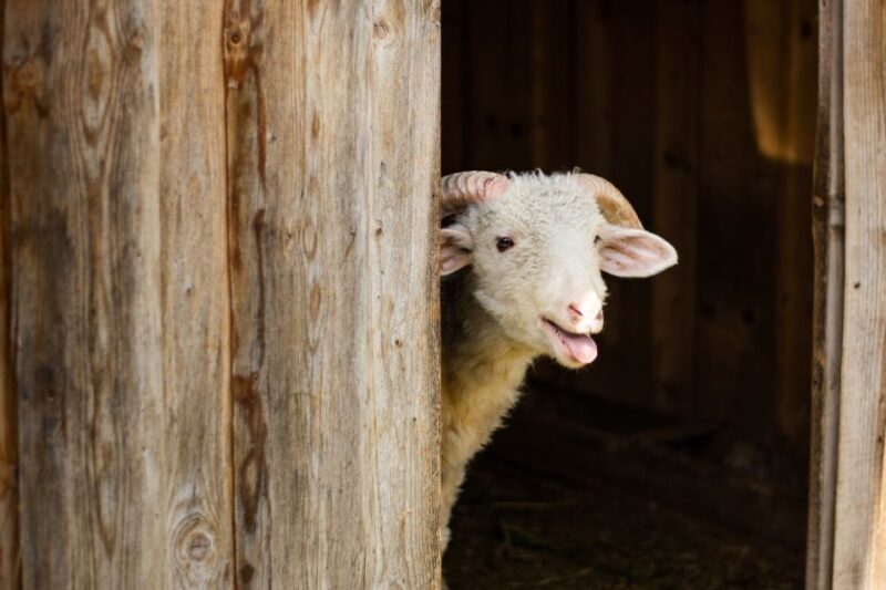 Krakow: Zakopane Tour with Cable Car, Tasting & Hotel Pickup - Final Thoughts