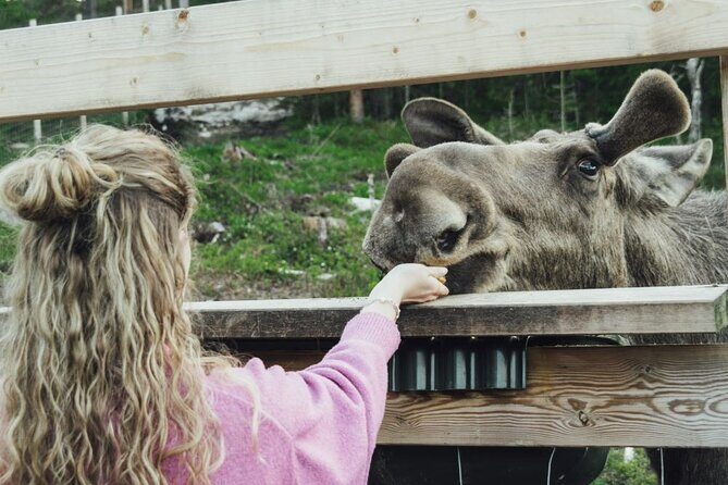 Kristiansand Guided Bus Tour and Moose Park Experience - Key Points