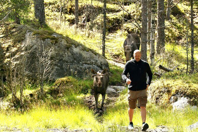 Kristiansand Guided Bus Tour and Moose Park Experience - FAQ