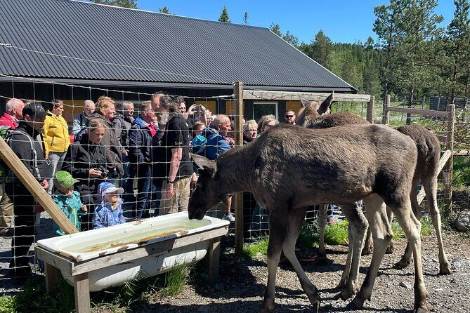 Kristiansand Guided Bus Tour and Moose Park Experience - Final Thoughts