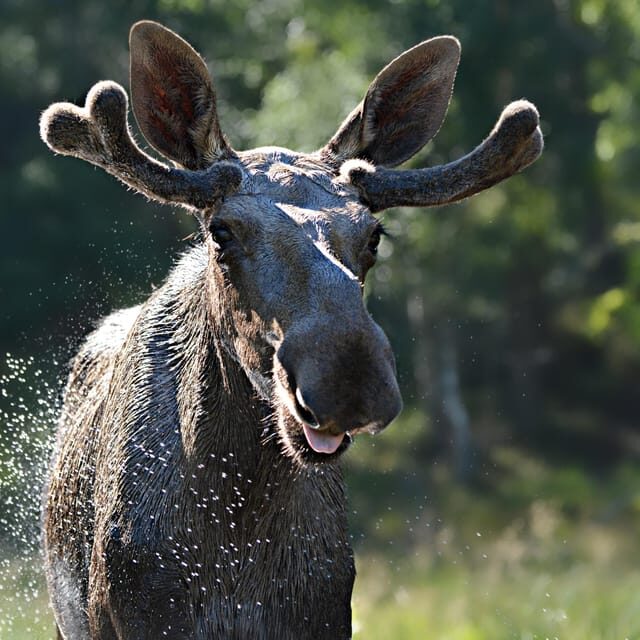 Kristiansand: Guided Bus Tour and Moose Park Experience - Key Points