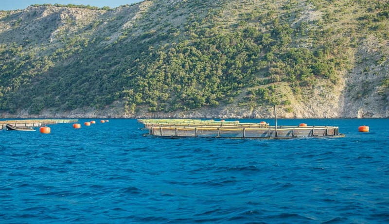 Krk: Golden Beach and Blue Cave Cruise with Welcome Drink - Introduction