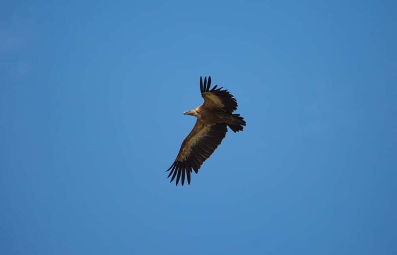 Krk : Sailing along the coasts of island Krk and Plavnik - What’s Included and What to Bring