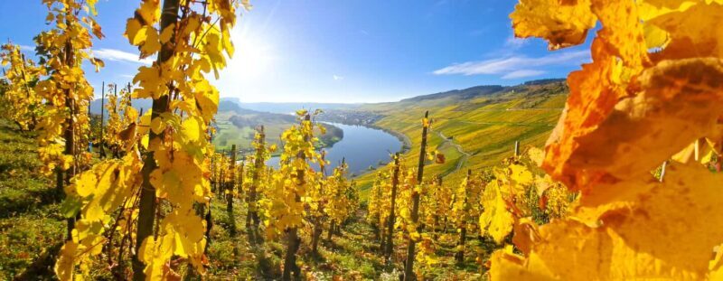 Kröv/Gut Hermes: Wine tour & tasting through vineyard, winery & champagne factory - Discovering Gut Hermes: The Perfect Balance of Tradition and Innovation
