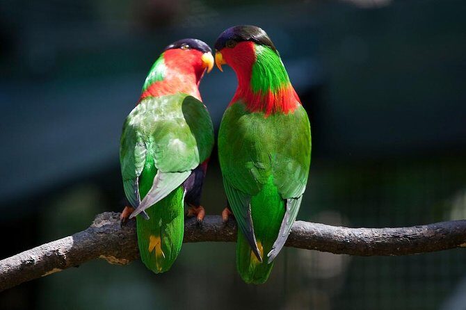 Kula Eco Bird Park ,Momi Gun Site And Market Tour Ex Marriott and Denarau resort - Key Points