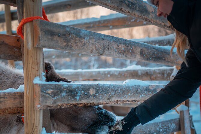 Kuoksa Reindeer Adventure - FAQs