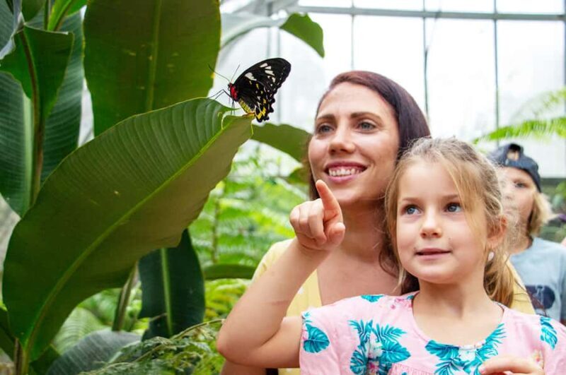 Kuranda: Australian Butterfly Sanctuary - The Value of the Experience