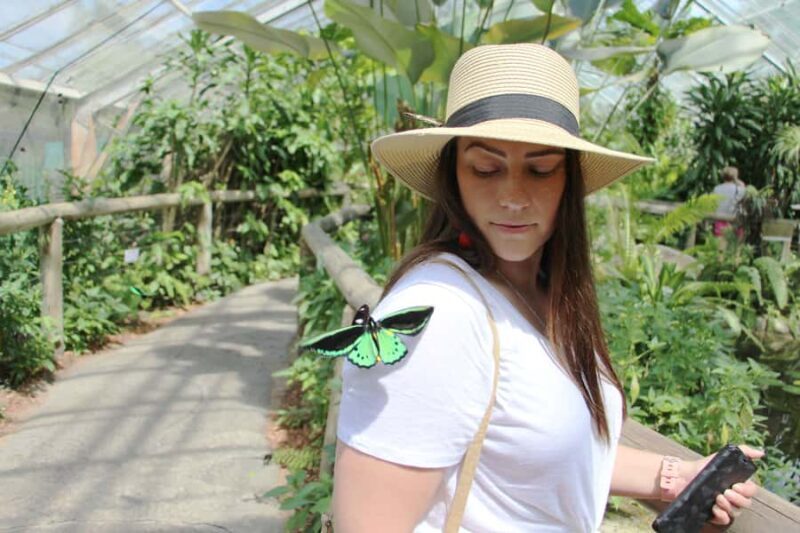 Kuranda: Australian Butterfly Sanctuary - FAQs