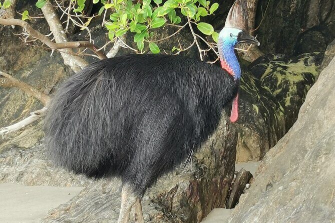 Kuranda Express: Skyrail & Railway Self-Guided Tour w/ Transfers - Practical Details and Considerations