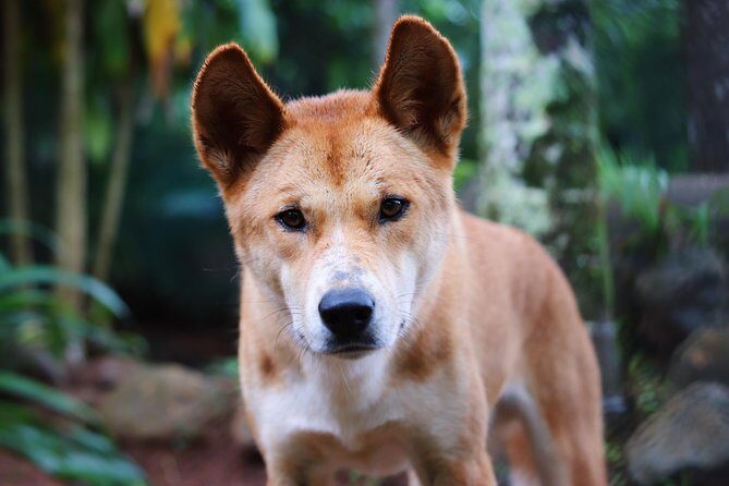 Kuranda Highlights including Rainforestation Aboriginal Culture and Wildlife R1B - Who Should Consider This Tour?