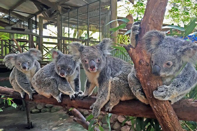 Kuranda Highlights including Rainforestation Aboriginal Culture and Wildlife R1B - Frequently Asked Questions