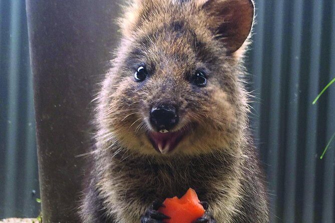 Kuranda Koala Gardens and Birdworld Admission Tickets - Practical Tips for Visiting