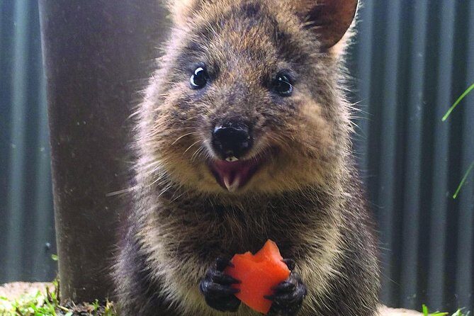 Kuranda Koala Gardens General Entry Ticket - Detailed Review of the Experience