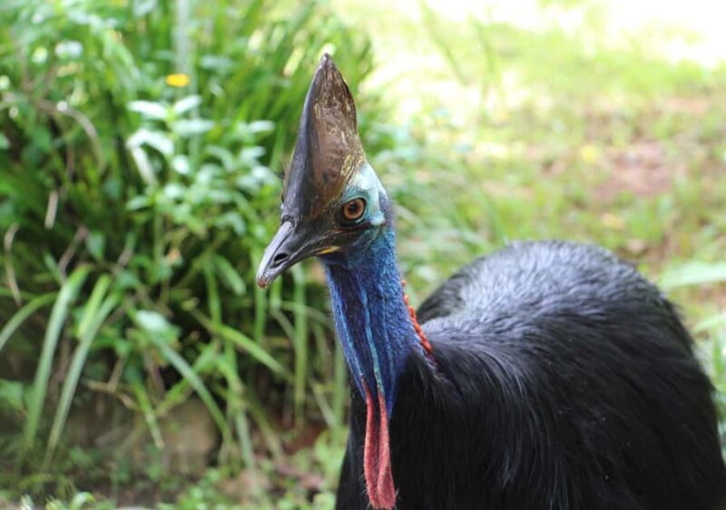 Kuranda: Rainforestation Nature Park - Price and Overall Value