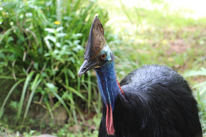 Kuranda Rainforestation Nature Park Ticket (BNP) - FAQ