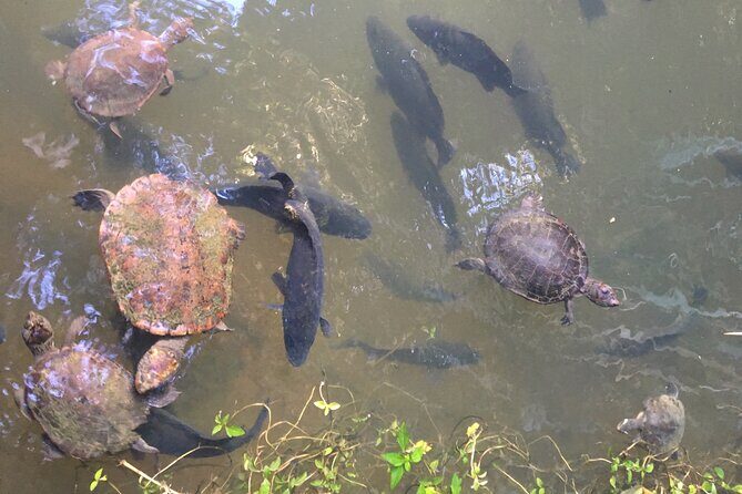 Kuranda Riverboat Sightseeing Cruise - Why the Kuranda Riverboat Sightseeing Cruise Is Worth It