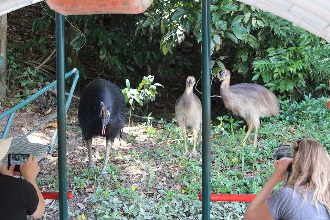 Kuranda Riverboat Sightseeing Cruise - The Sum Up