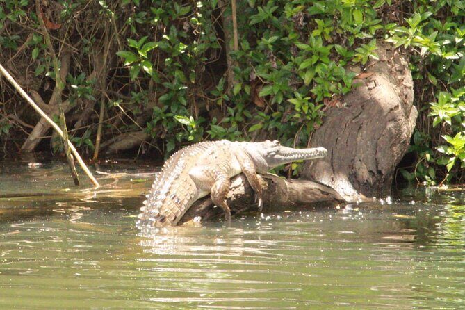 Kuranda Riverboat Sightseeing Cruise - FAQ