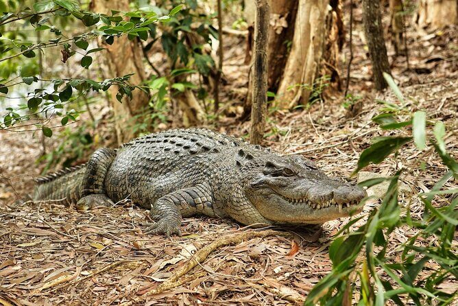 Kuranda, Scenic Rail, Skyrail and Hartley's Crocodile Adventures - Who Will Love This Tour?
