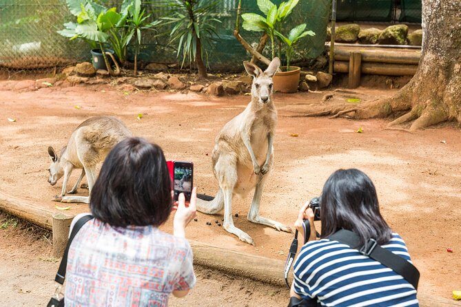 Kuranda Scenic Railway Day Trip from Cairns - Skyrail Rainforest Cableway: A Bird’s Eye Perspective