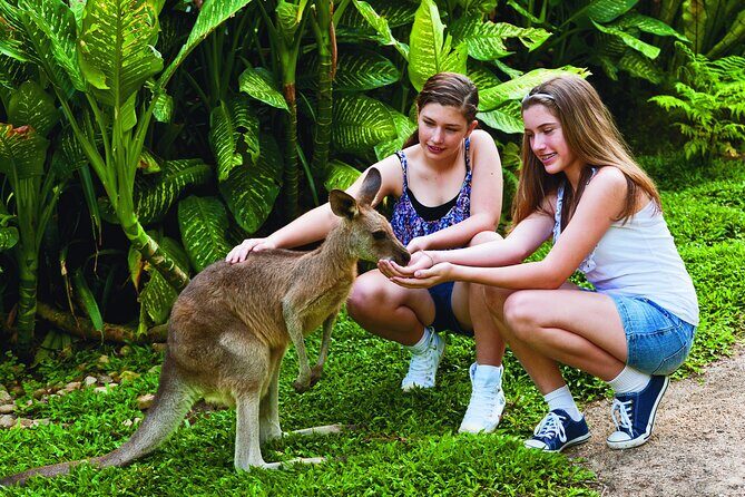 Kuranda Wildlife Experience Deluxe Multi Attraction Pass - Value for Money and Practicalities