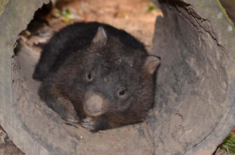 Kuranda Wildlife Experience: Koalas, Birds & Butterflies - The Authenticity and Educational Aspects