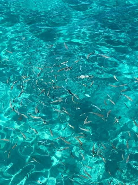 Kusadasi: Aegean Sea Boat Tour with Lunch - Who Would Love This Tour?