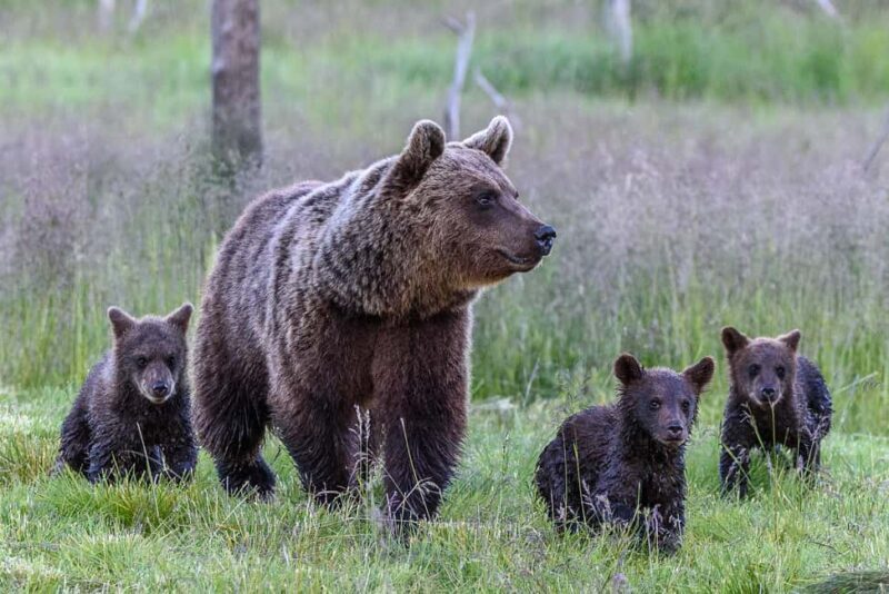 Kuusamo: Bear watching evening - Kuusamo: Bear Watching Evening – An Authentic Finnish Wildlife Adventure