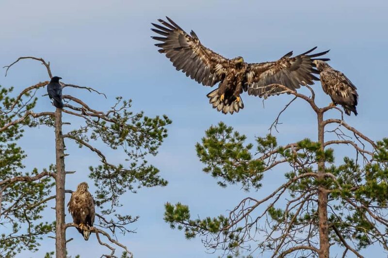 Kuusamo: Bear watching evening - Key Points