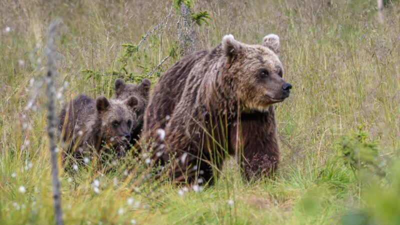 Kuusamo: Bear watching evening - Who Is This Tour Best For?