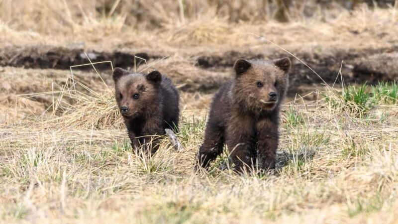 Kuusamo: Bear watching evening - Final Thoughts