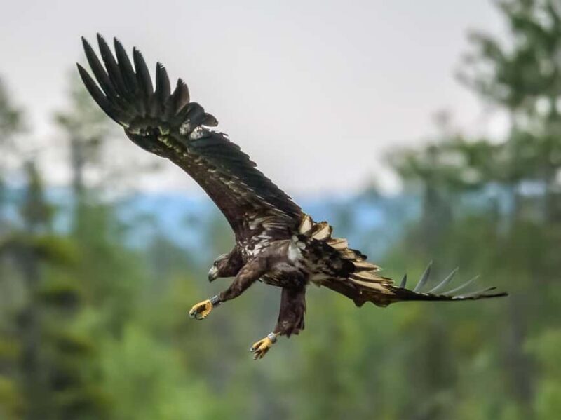 Kuusamo: Bear watching evening - FAQ