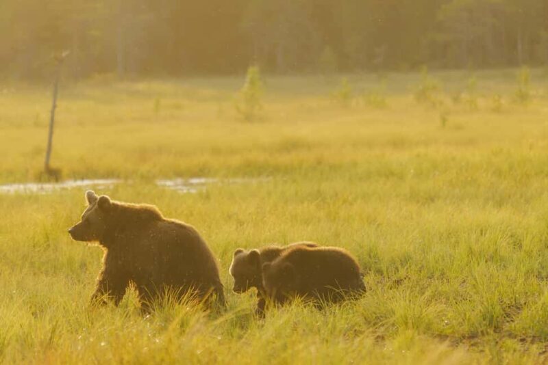 Kuusamo: Bear Watching Evening Tour - Key Points