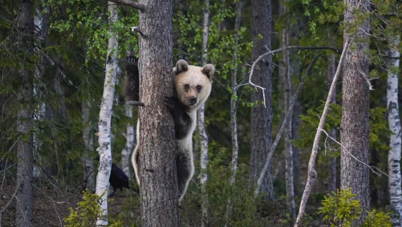 Kuusamo: Bear Watching Evening Tour - An In-Depth Look at the Kuusamo Bear Watching Experience