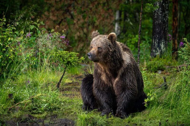 Kuusamo: Bear Watching Evening Tour - Frequently Asked Questions