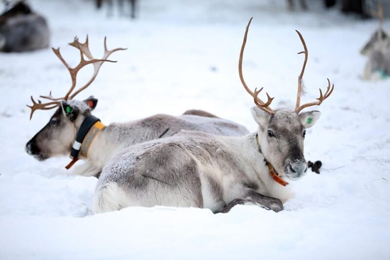 Kuusamo: Reindeer Farm Visit - Key Points