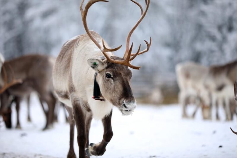 Kuusamo: Reindeer Sleigh Ride and Farm Visit - The Sum Up