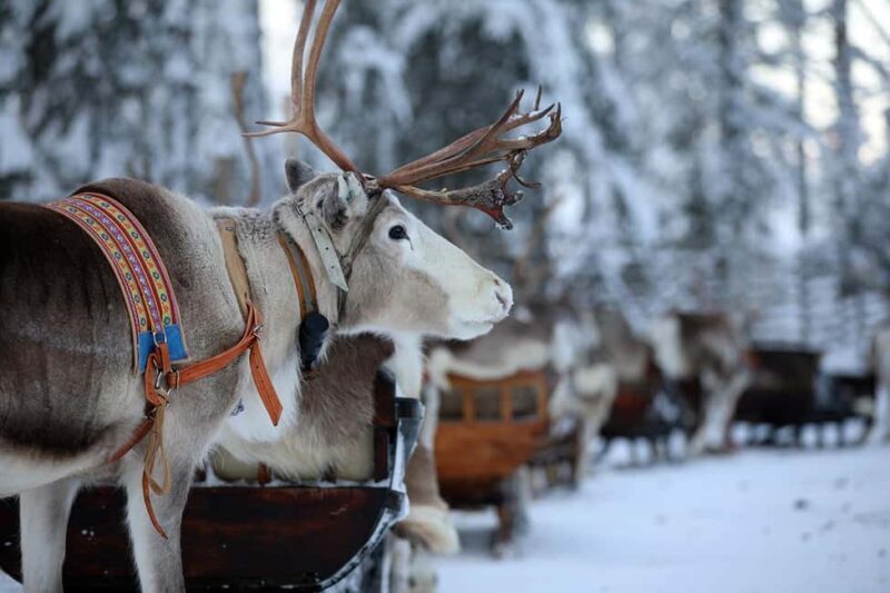 Kuusamo: Reindeer Sleigh Ride in Kujalan Porotila - Key Points