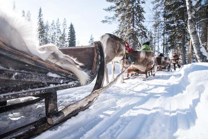 Kuusamo: Reindeer Sleigh Ride in Kujalan Porotila - The Experience Breakdown
